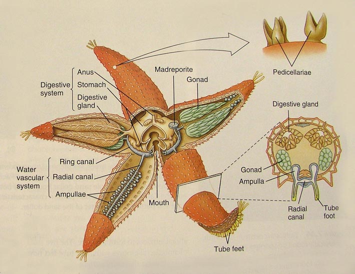 Planche_Echinodermes